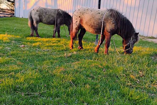 Blue Roan Leopard Appaloosa Triple Registered Falabella Miniature Stud