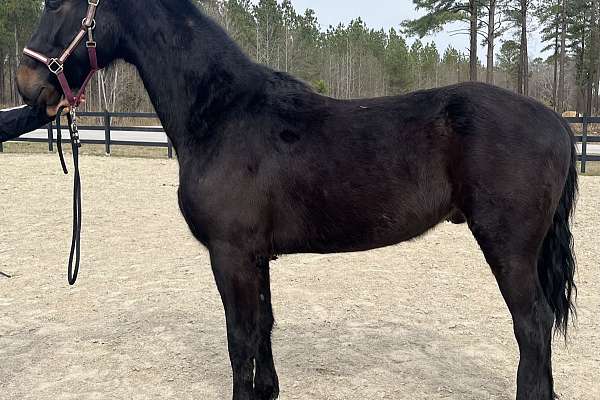 Friesian Dutch Cross