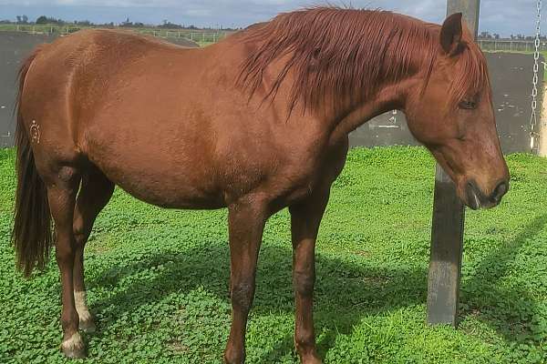 Chestnut Andalusian 2 N 1 Bred Mare Registered IALHA