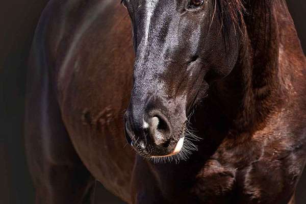 Holsteiner Warmblood/Thoroughbred Stallion "Executive Producer"