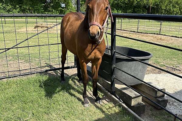 AQHA Bay Roan Filly