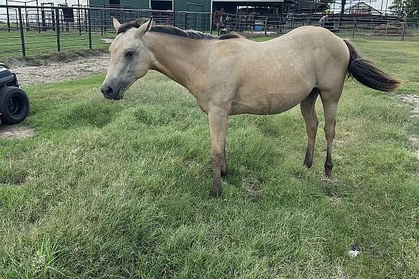 AQHA 2024 Buckskin Yearling Colt