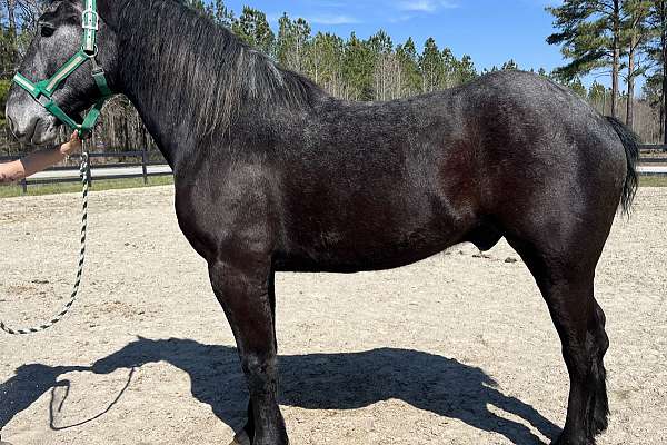 Grey Percheron Gelding
