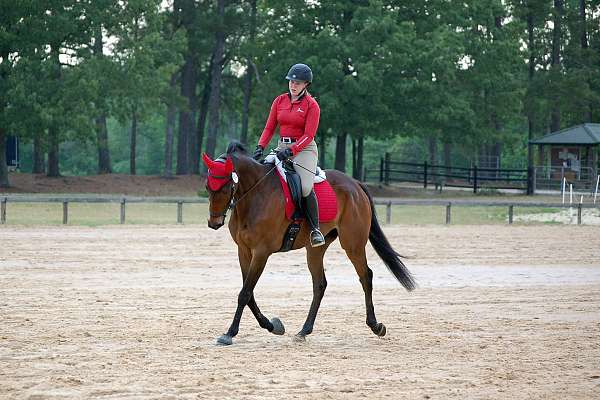 Naturally Gifted, Beautiful Gaits, Low Maintenance, OTTB Gelding