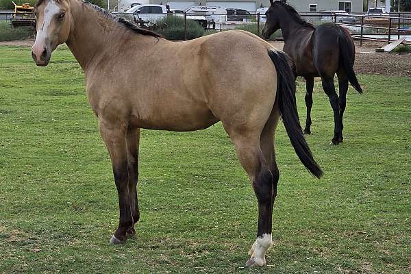 Buckskin Colt by an Aint Seen Nothin Yet Son
