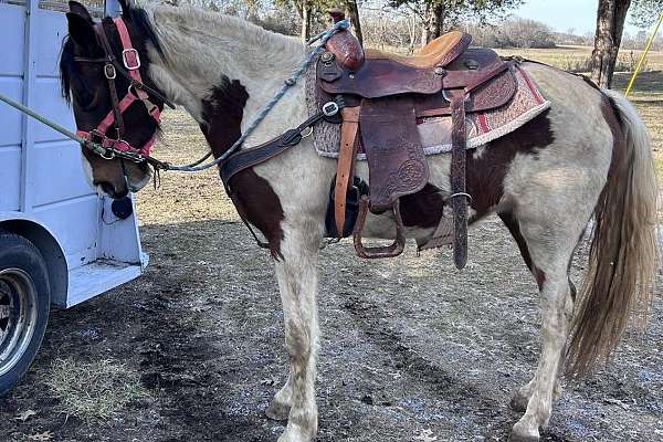 Tobiano Gaited Mare *See Videos