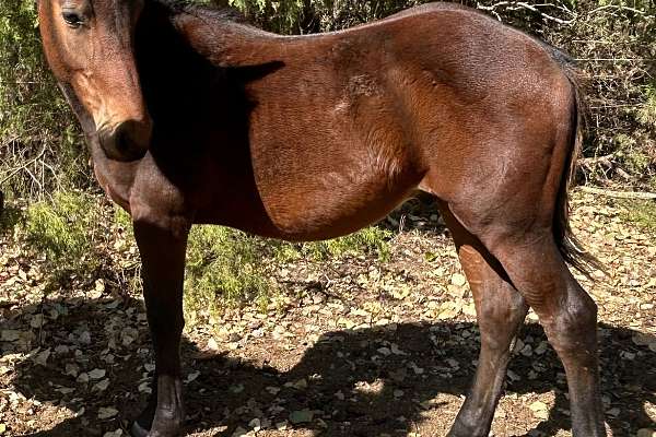 Draft Cross Colt