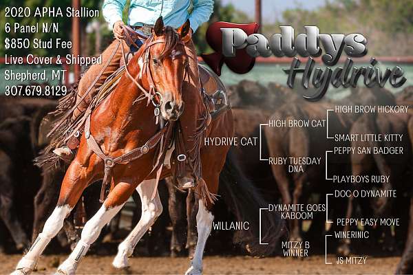 Paddys Hydrive (Hydrive Cat) APHA Stallion