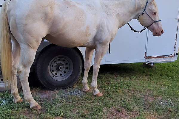 APHA Perlino Stud