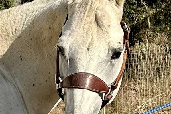 Daddy's Pure Platinum Stallion At Stud