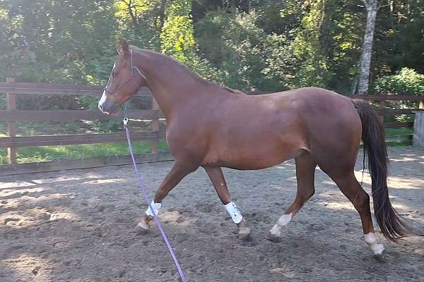 A Mini Warmblood in a Morgan Body • Fancy, Flashy & Fun
