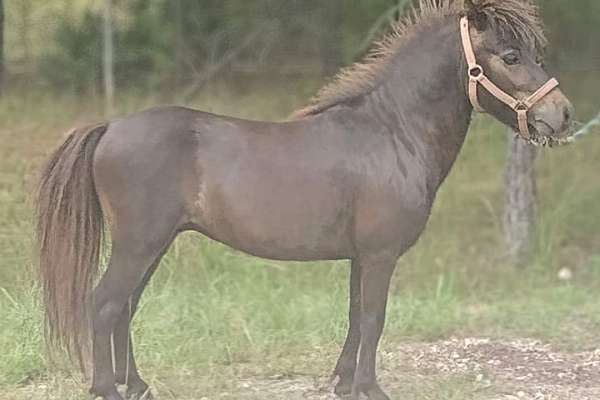 Miniature Stallion, 5 Years Old, Bay Color