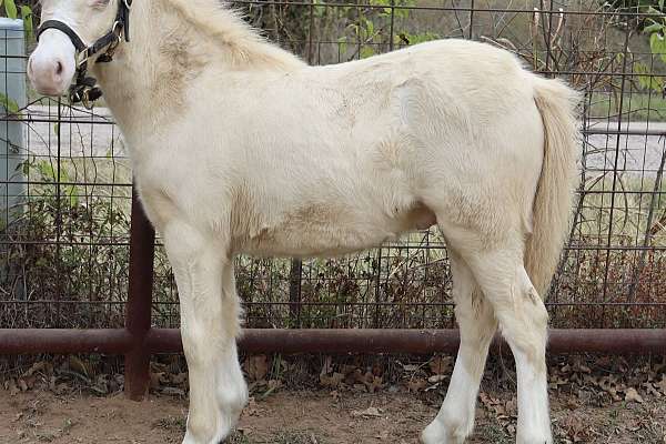 Cremello Splash Welsh Pony Colt