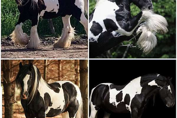 Don King - Gypsy Vanner Stallion