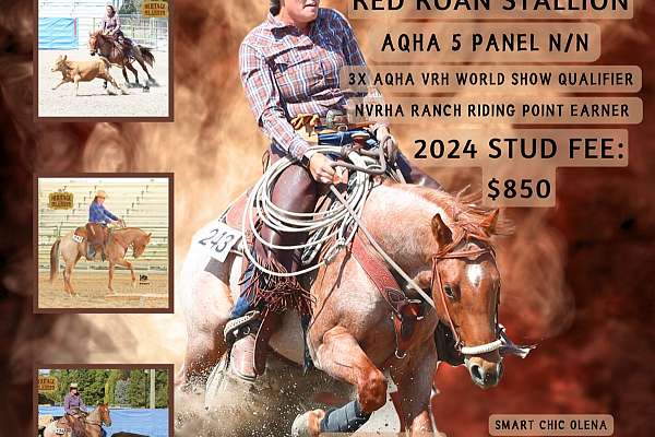 AQHA Red Roan Stallion