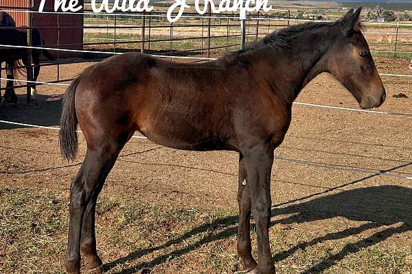 Seal Bay Varnish Friesian X Knabstrupper Filly