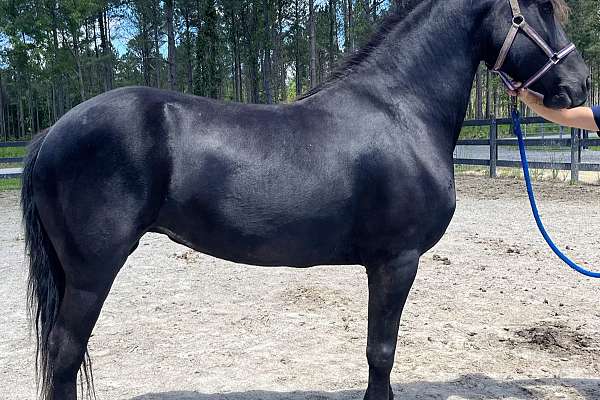 Friesian Cross Mare