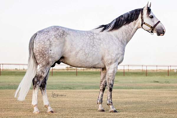 Natural Bottom - AQHA Stallion