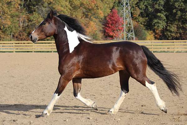 Beautiful Friesian Cross Mare
