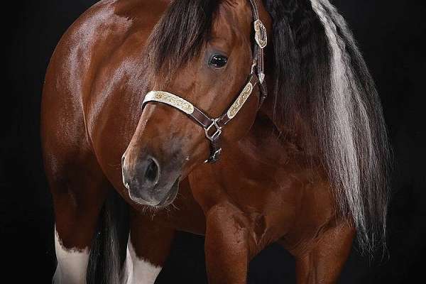 Ranch/Reined Cowhorse/Reining Stallion - Heza Hollywood Star