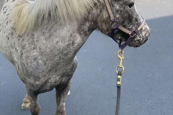 4 Year Old a/R Registered Appy Mare, Bred to Our Leopard Appy Stallion