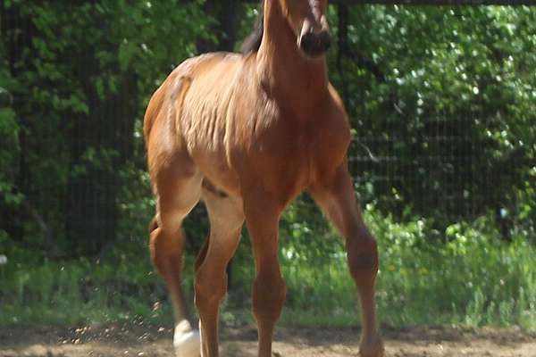 Reduced. Maximus - Big Grey ANCCE PRE Colt With Champion Qualified Lines