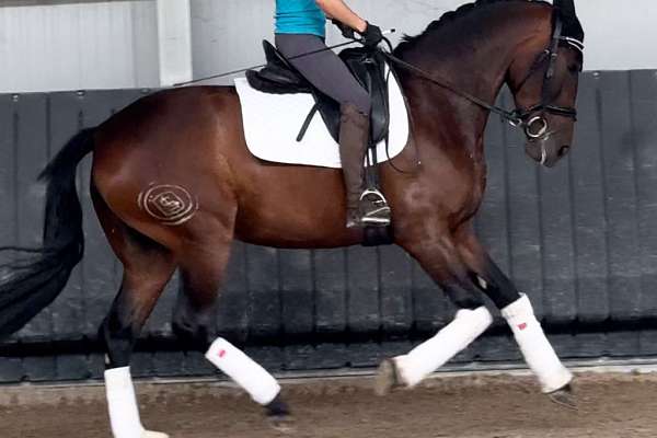 PRE Mare With Exceptional Character and Movements.