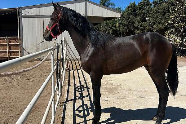2024 Andalusian Stallion in San Diego, CA