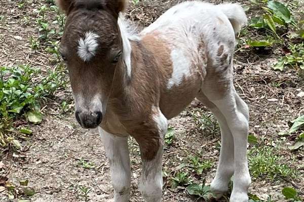AMHA Pintaloosa Colt