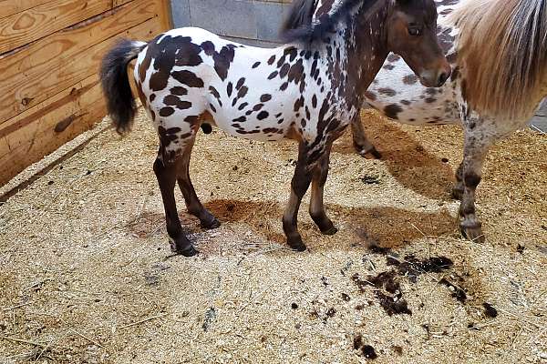 Gorgeous Bay Appaloosa Colt