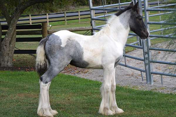 Gorgeous Blue Roan Tobiano Gypsy Colt Stallion Dressage Legendary Pedigree!