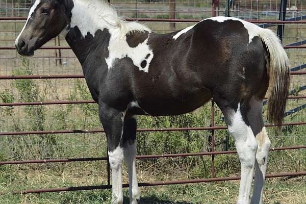 Magics Cashing Chex (Pending)