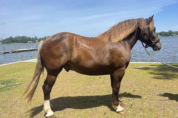 Chocolate Draft Gelding