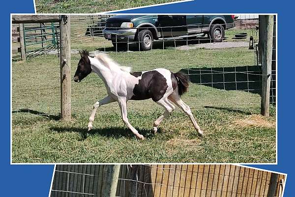 Black Pinto Fancy Weanling Colt. Superior Driving Prospect