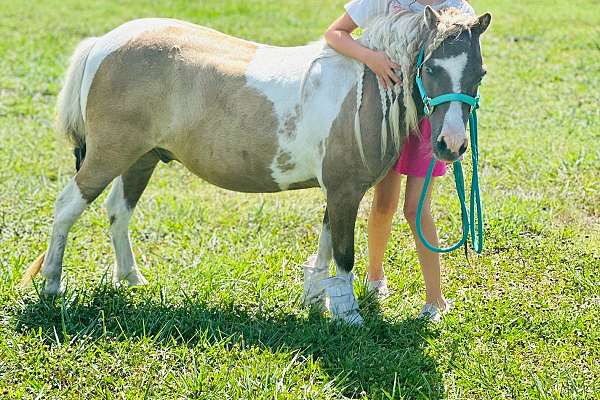 The Perfect First Pony!