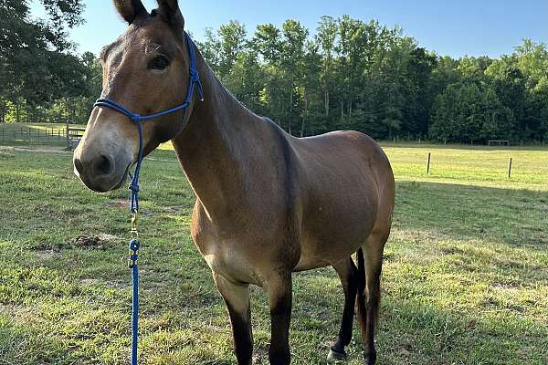 Waylon- Bay Dun Mule