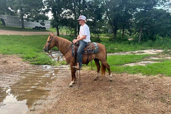Sorrel Pony Gelding Gentle Broke to Ride - Cole