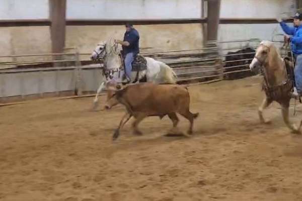 Ranch / Roping Horse
