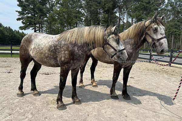 Registered Percheron Team