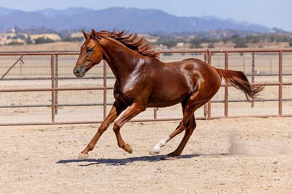 Infinite Experience - Registered TB - Amazing Pedigree