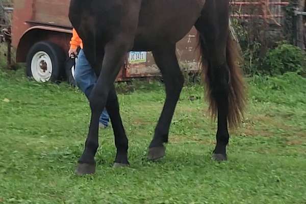 Friesian/Paint Stud Colt