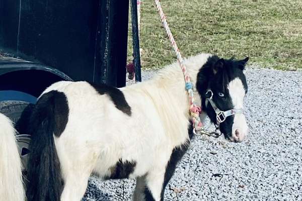 Sold AMHA Miniature Colt. Drives, Trick Trained. Blue Eyes.