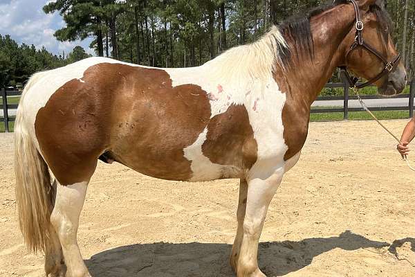 Spotted Draft Gelding