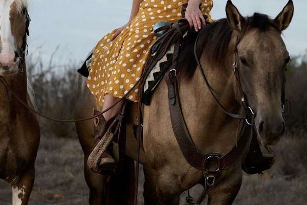 Solid Grulla APHA Mare for Sale