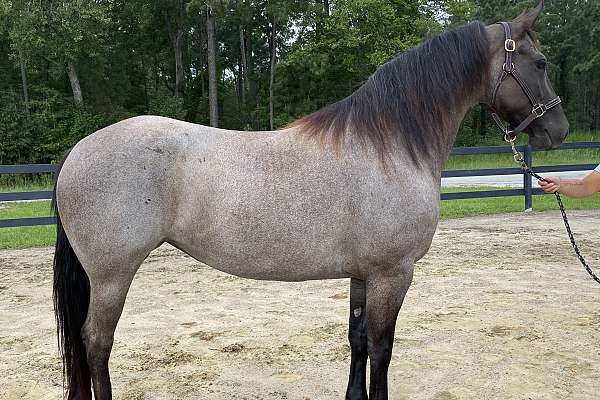 Friesian QH Mare