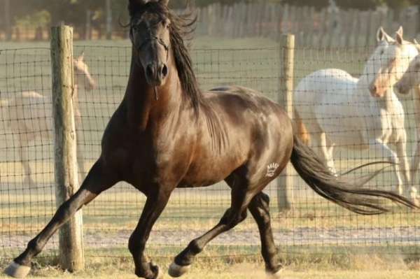 Standing At Stud in Texas: Imported Black Pearl PRE Stallion