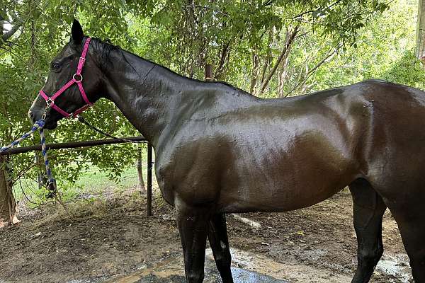 Ocean Delight Thoroughbred Mare