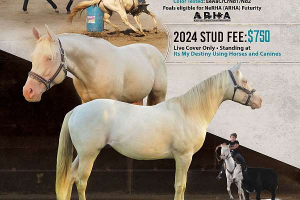 AQHA Perlino Stallion