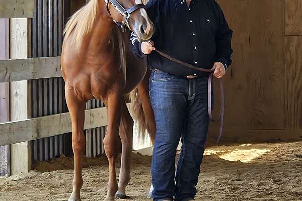 Sorrel Paint Has Points in Ranch..