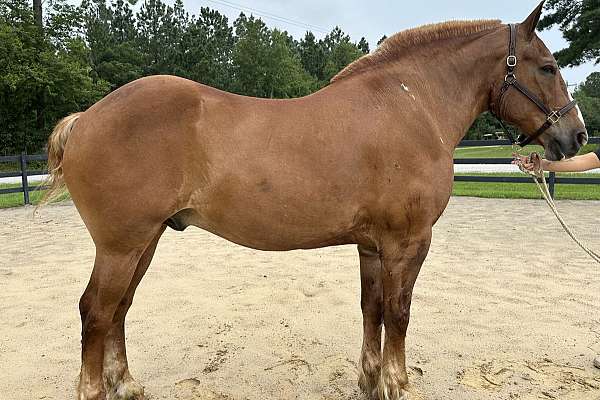 Big Belgian Gelding